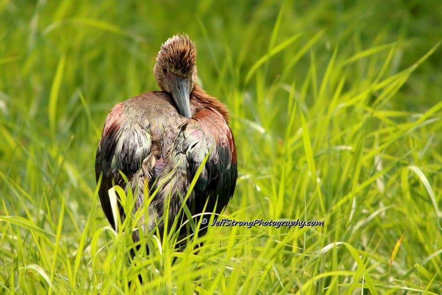 The White-Faced Ibis Calls The Bear River Migratory Bird Refuge Home ...