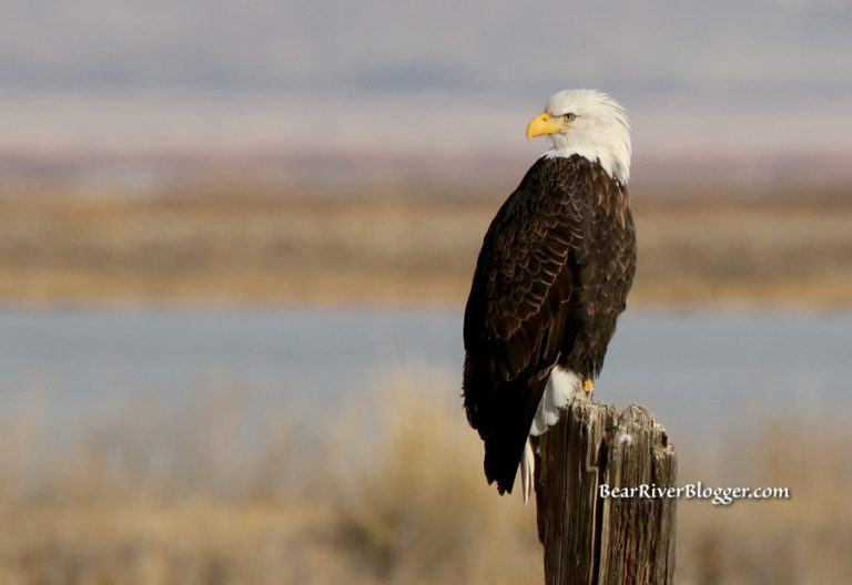 Wintering Bald Eagles In Utah – Bear River Blogger