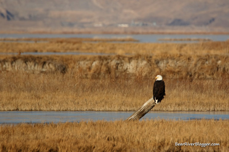 Wintering Bald Eagles In Utah – Bear River Blogger