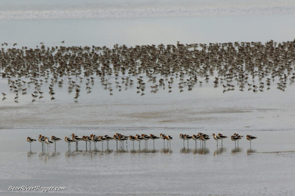 Viewing Wildlife On Antelope Island – Bear River Blogger