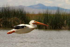 The American White Pelican Is A Bird That Doesn’t Always Play Nice ...