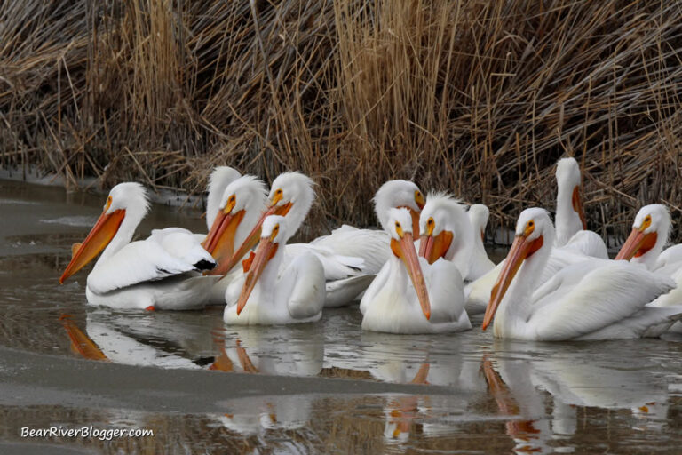 Why Do American White Pelicans Have A Throat Pouch? – Bear River Blogger