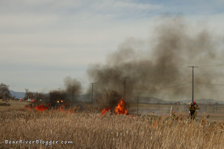It Sounds Counterintuitive But Burning Wetlands Can Actually Help Birds ...